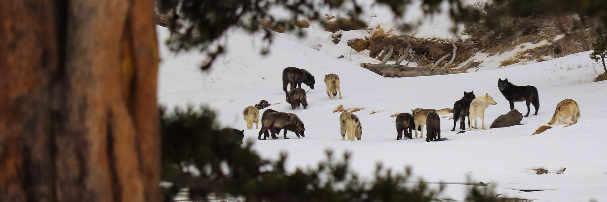 Wolves | Defenders of Wildlife